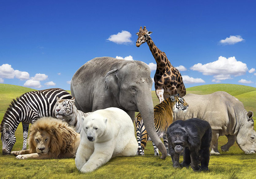 Zoopolis: Hayvan Haklarının Siyasal Kuramı Koç Üniversitesi Yayınları ...